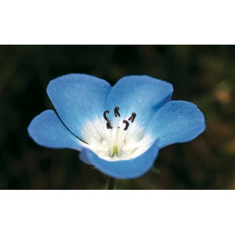 Baby Blue Eyes - Flor de California - Biocyber