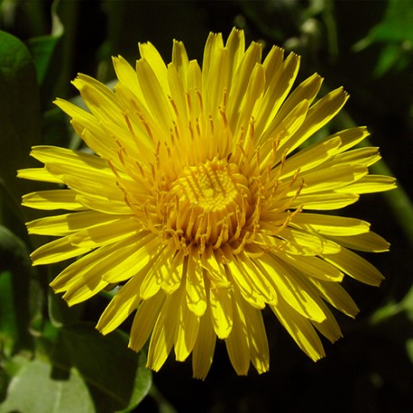 Dandelion - Flor de California - Biocyber