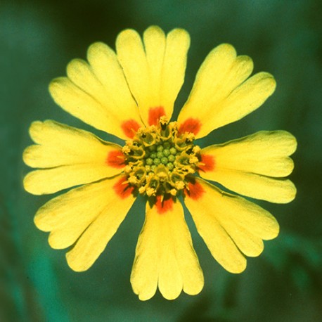 Madia - Flor de California - Biocyber