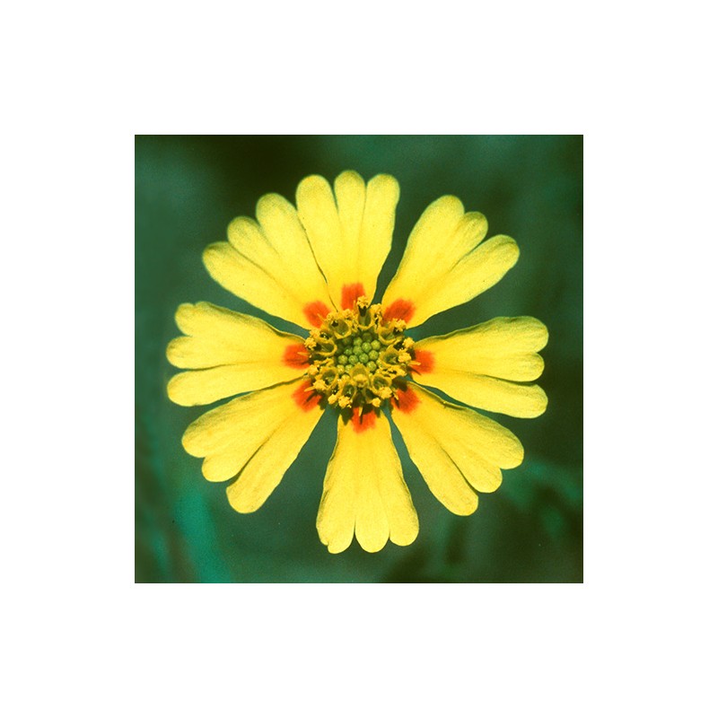 Madia - Flor de California - Biocyber