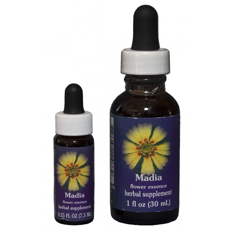 Madia - Flor de California - Biocyber