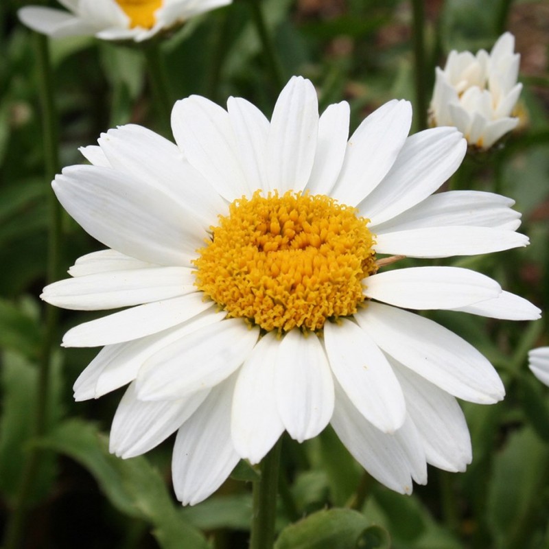 Shasta Daisy - Flor de California - Biocyber